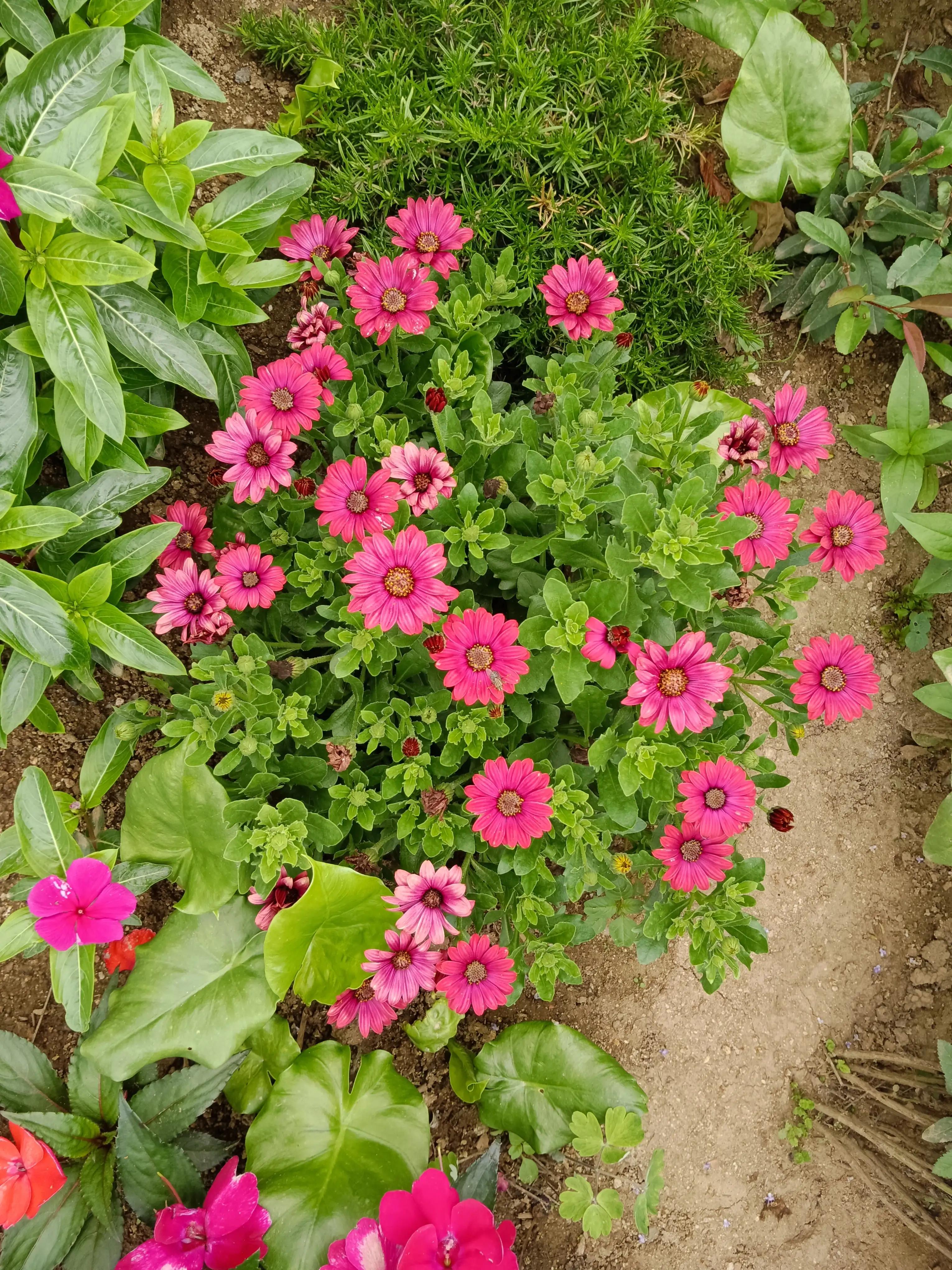 "Spring Breeze" Flying Flower Order - iNEWS