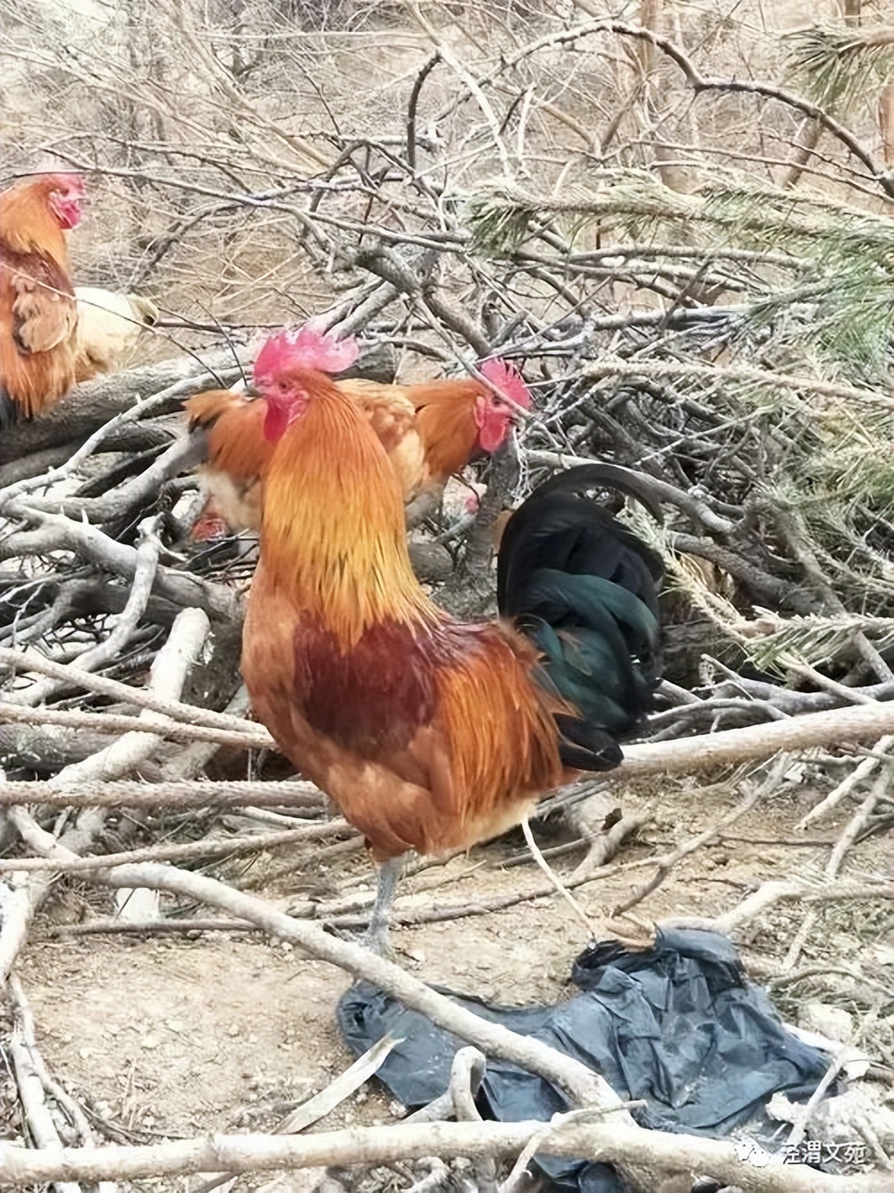 "Li Xia (Four Poems of New Rhymes)"/ Yang Guohua - iNEWS