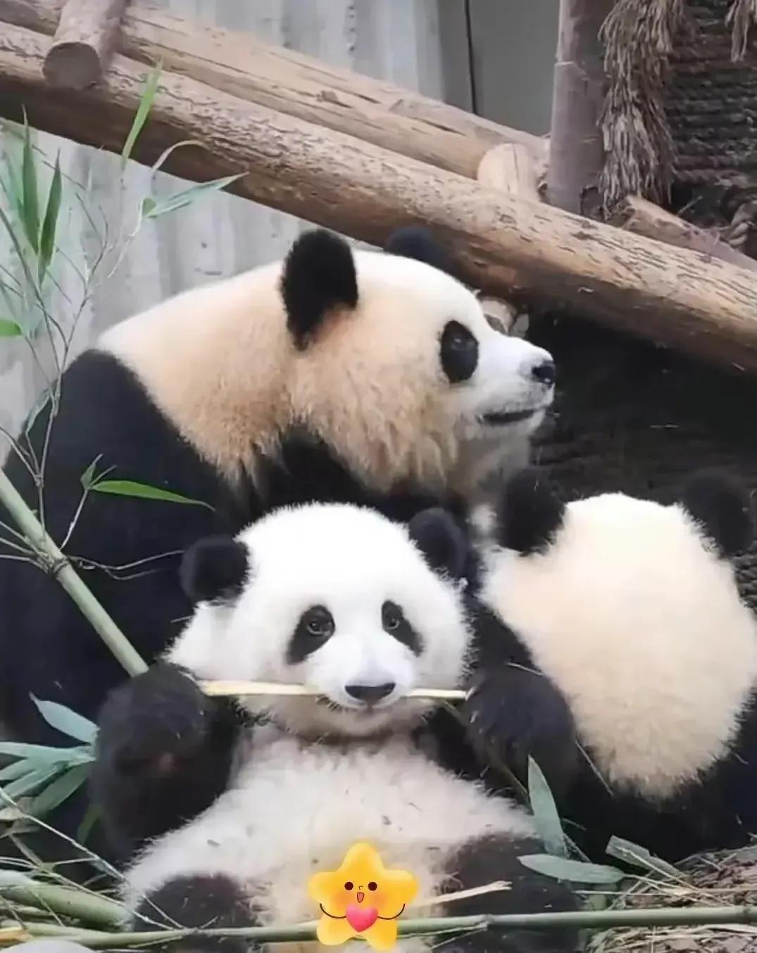 From Yuanyuan to Aibao: How does a panda mother breastfeed her baby ...