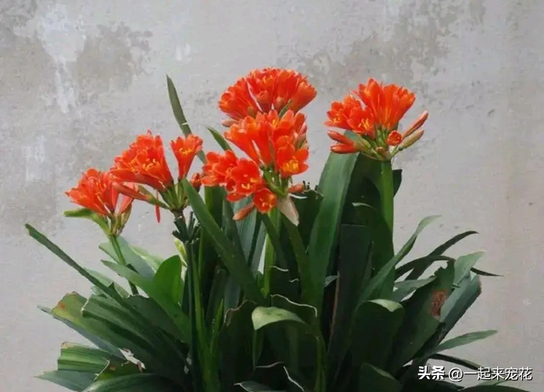 Teach you how to grow Clivia, grow 8 new leaves a year, the method is ...