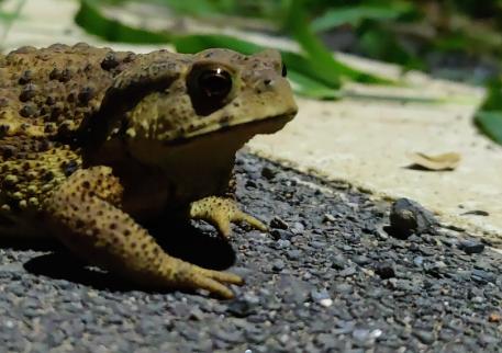 The Golden Toad: The Ecological Wonders and Conservation Challenges of ...