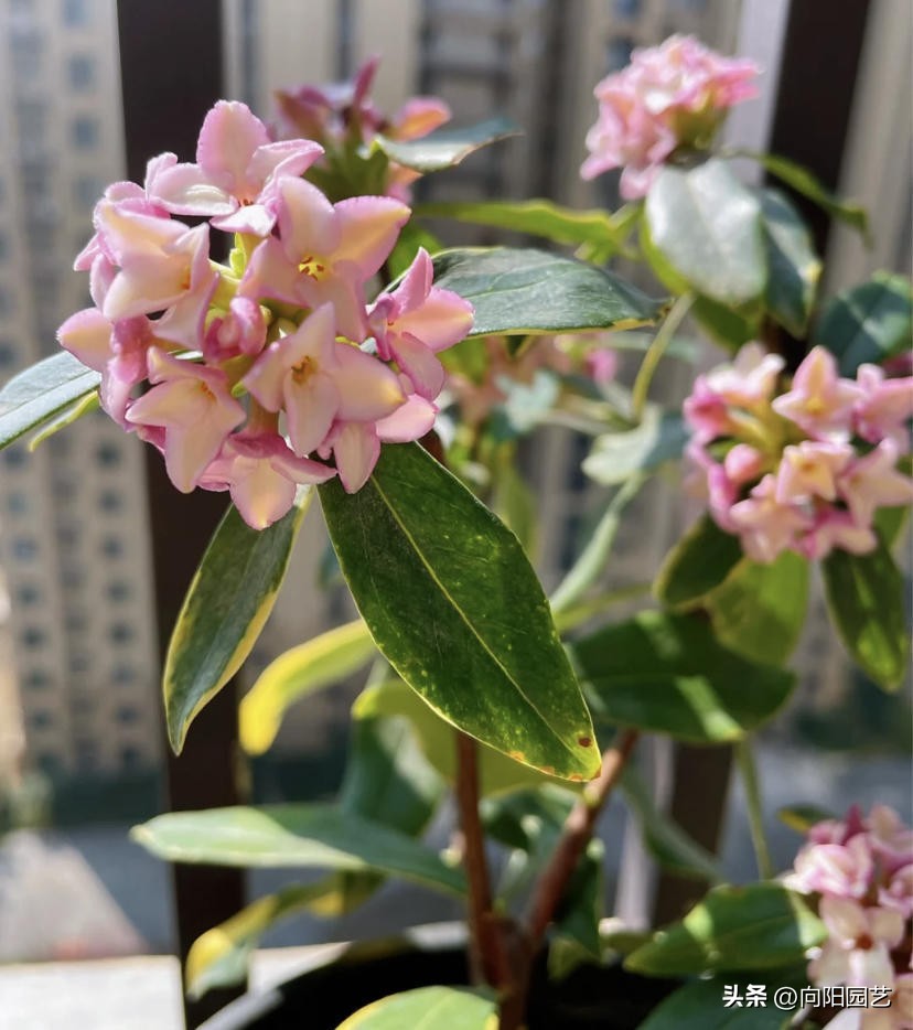 What kind of flowers are suitable for growing flowers in autumn?Phnom ...