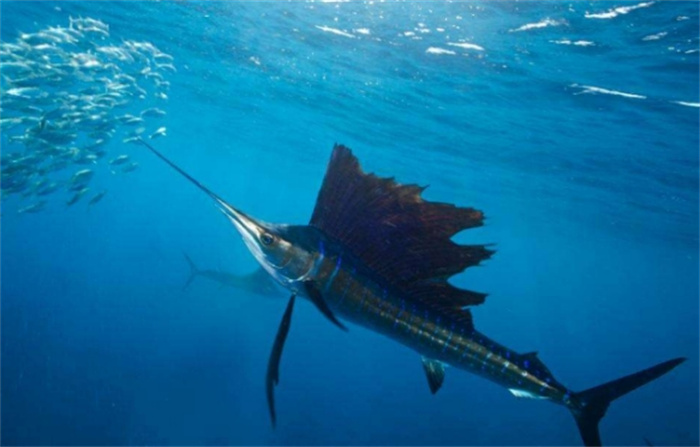 The fastest fish swims 30m per second (sailfish) - iNEWS