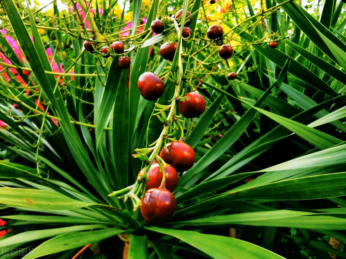 3 kinds of "longevity trees", no matter how poor you are, you should ...