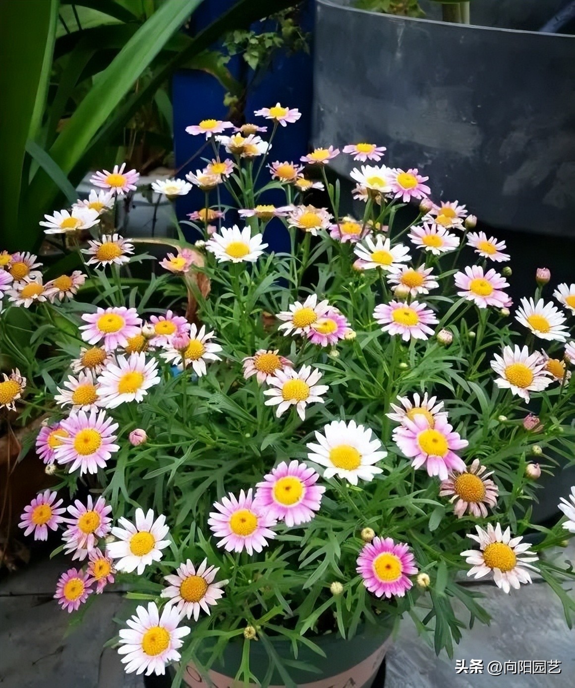 After Margaret blooms, it must be topped and pruned to remove the ...
