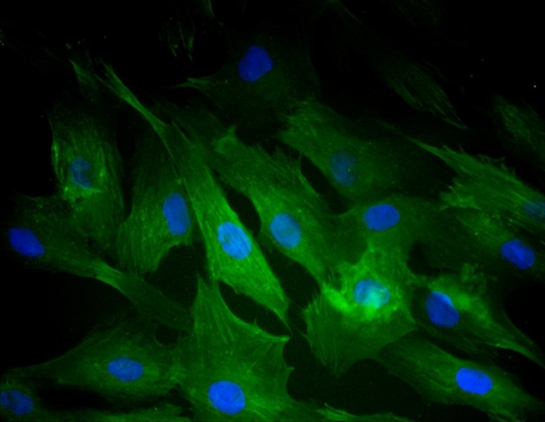 Introduction to Cell and Tissue Staining Experiments - iMedia