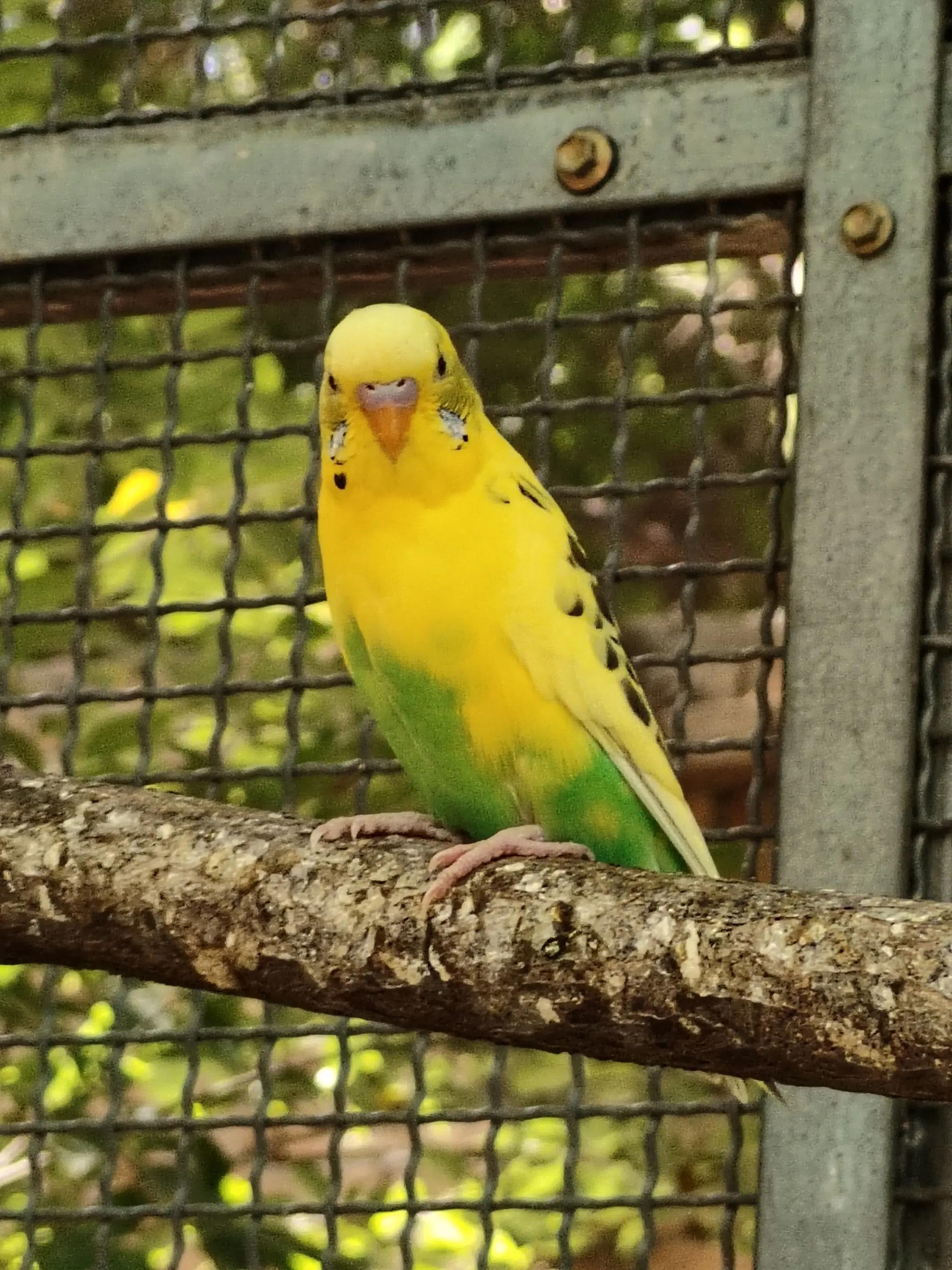 Yinchuan Snapshot·Happy Bird - iMedia