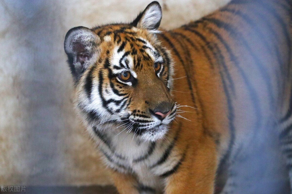 The top ten battle power rankings in the animal world, do you want to ...