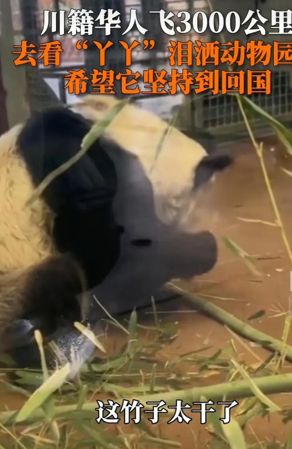 Quickly save it! The giant panda Yaya is in critical condition. Can she ...
