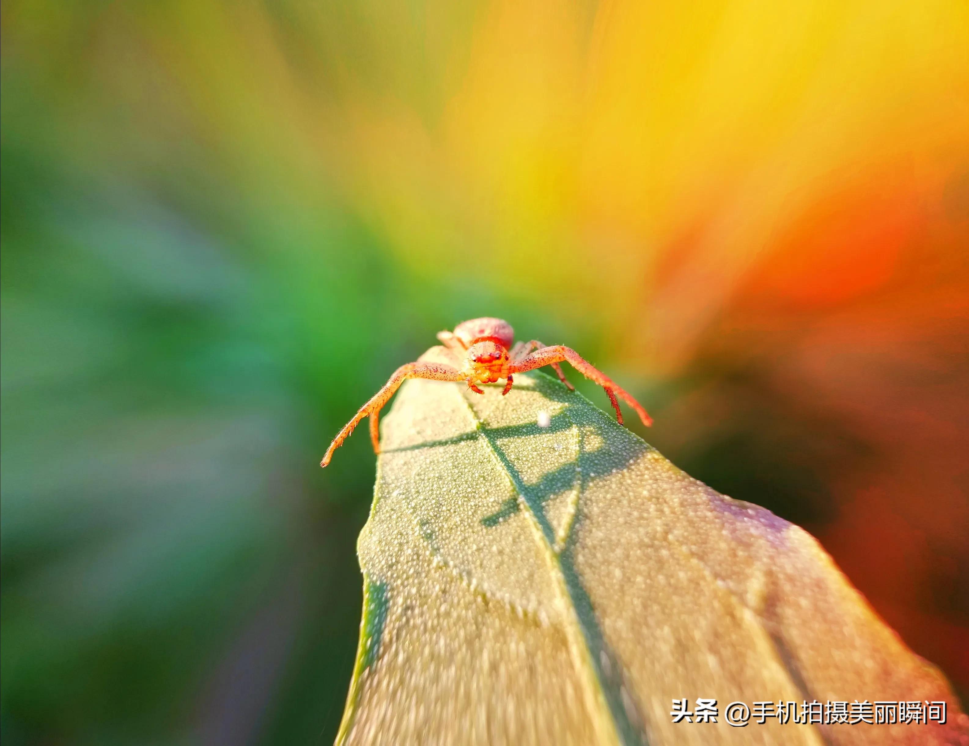 Two points for macro photography of insects with mobile phone - iNEWS