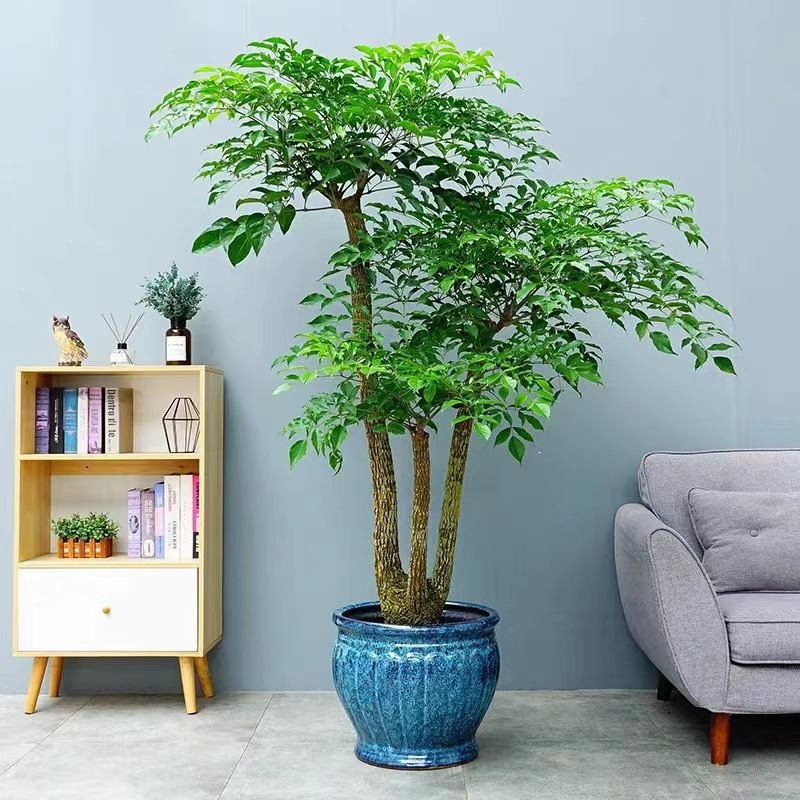 5 "prosperous house flowers", the living room is "extra high-end", tall ...