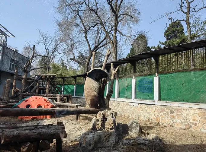 The national treasure "Yaya" has returned to China - iMedia