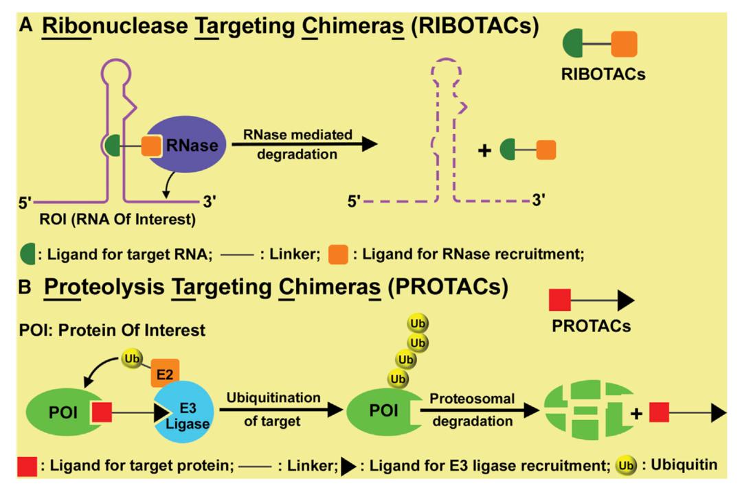 "Activation" RNA-binding small molecule, specifically degrades RNA - iNEWS
