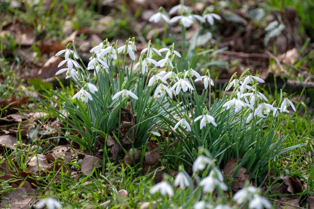 Guidance·Spring in March - iNEWS