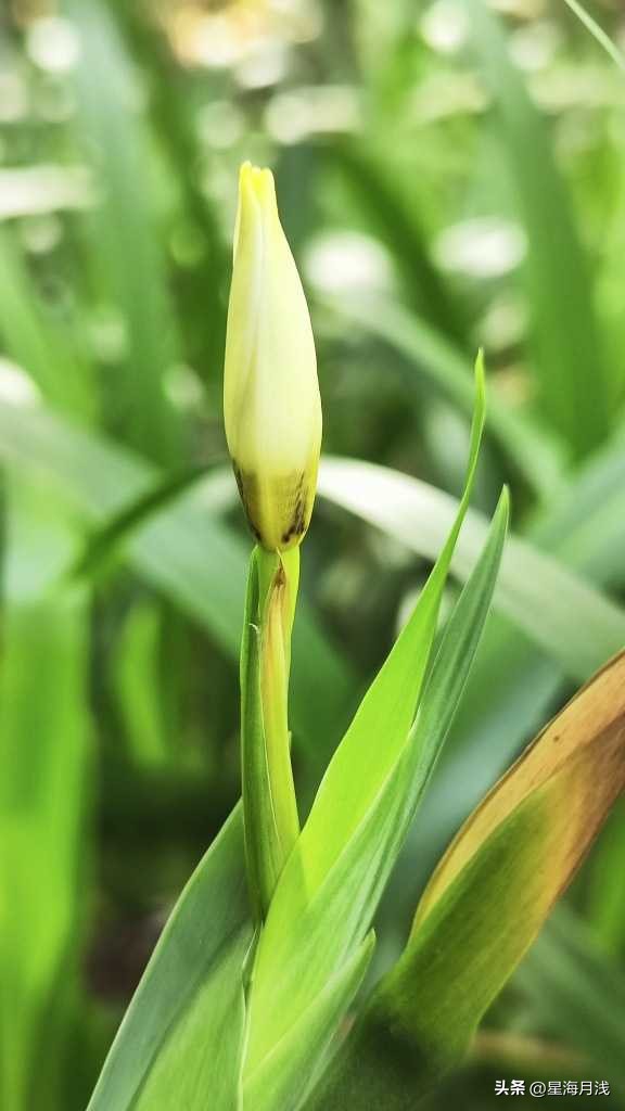 Brazilian iris: sword-shaped leaves, involute petals, flowers bloom and ...