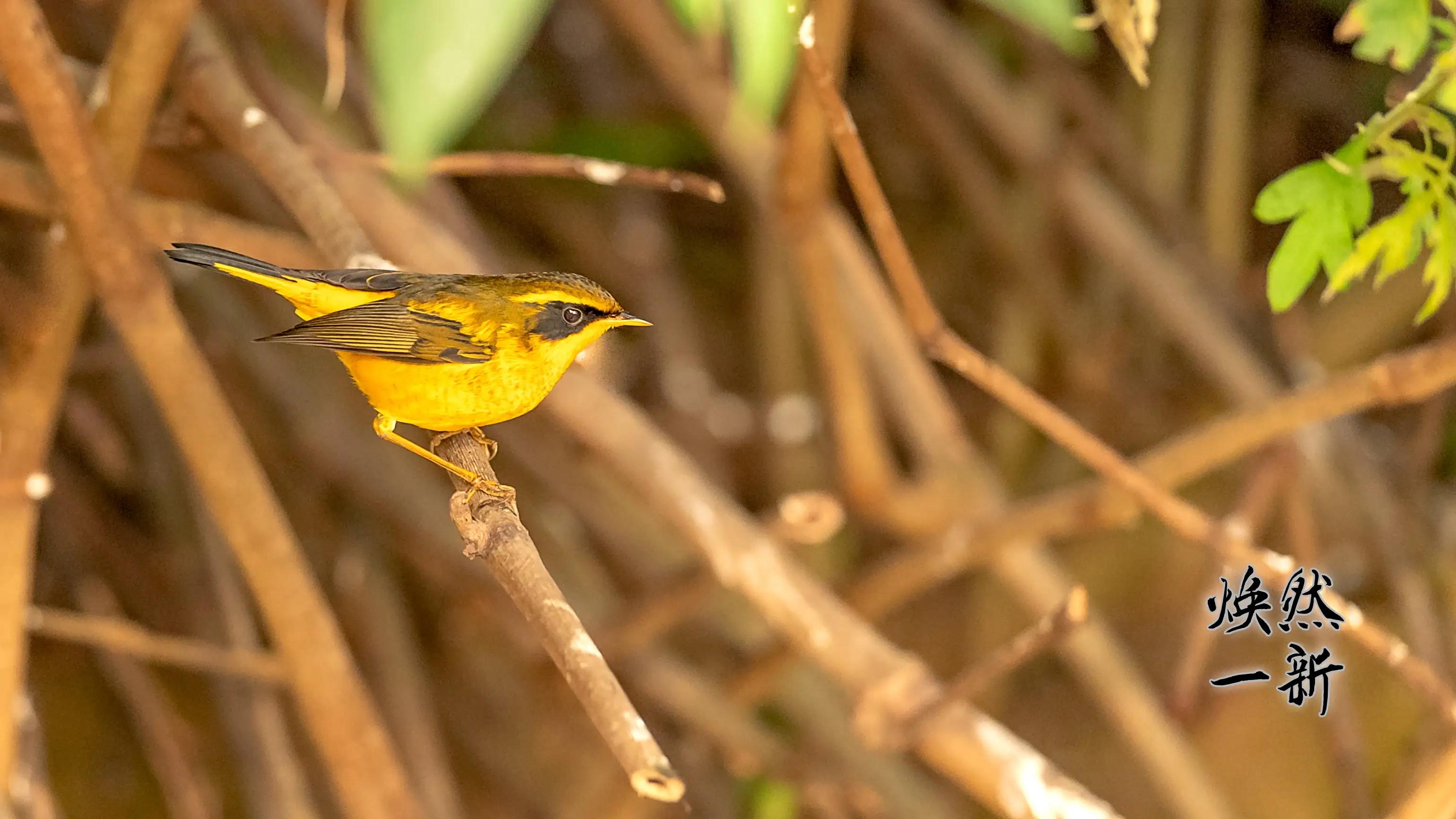 Golden robin 0774 - iNEWS