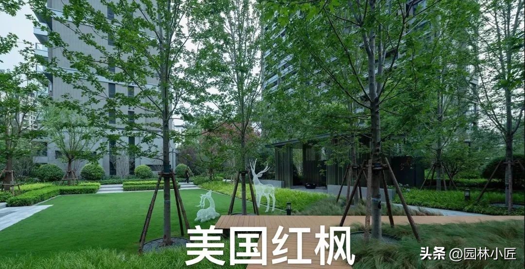 In garden landscape, case sharing of tree array planting effect - iNEWS