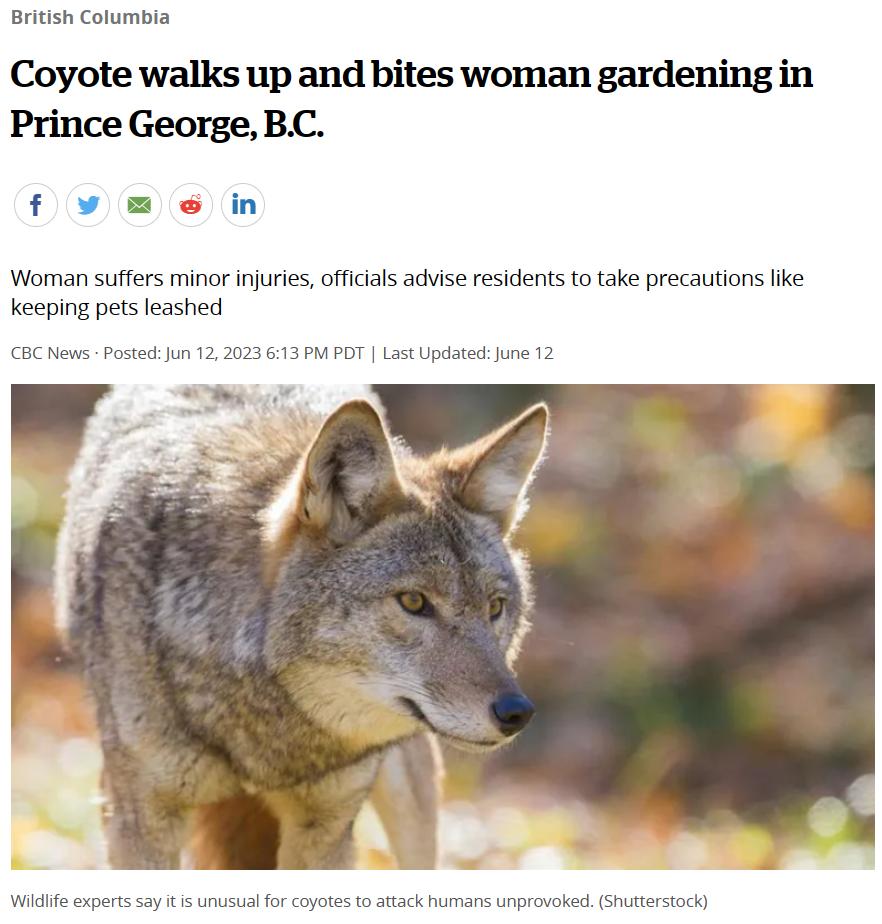 BC woman was "slapped" by a cougar while riding a bicycle and sent to ...