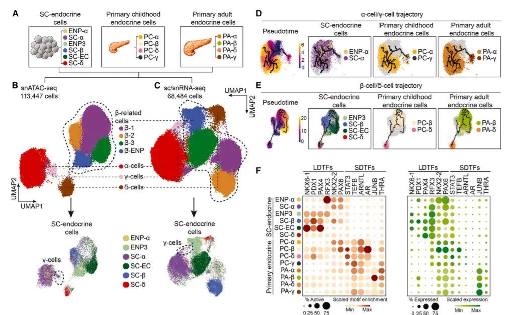 Islet B cells have been confirmed to transiently secrete serotonin, and ...