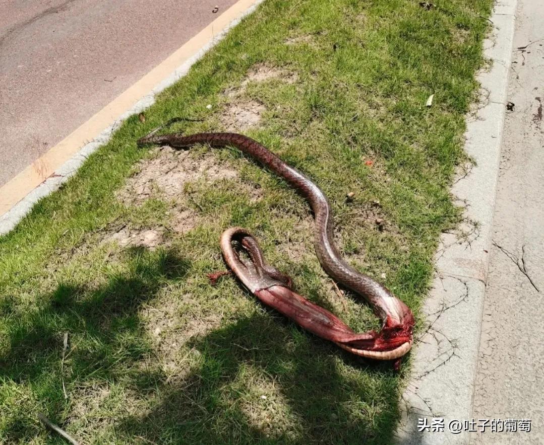 I don't know if leaving the scene after crushing the snake is ...