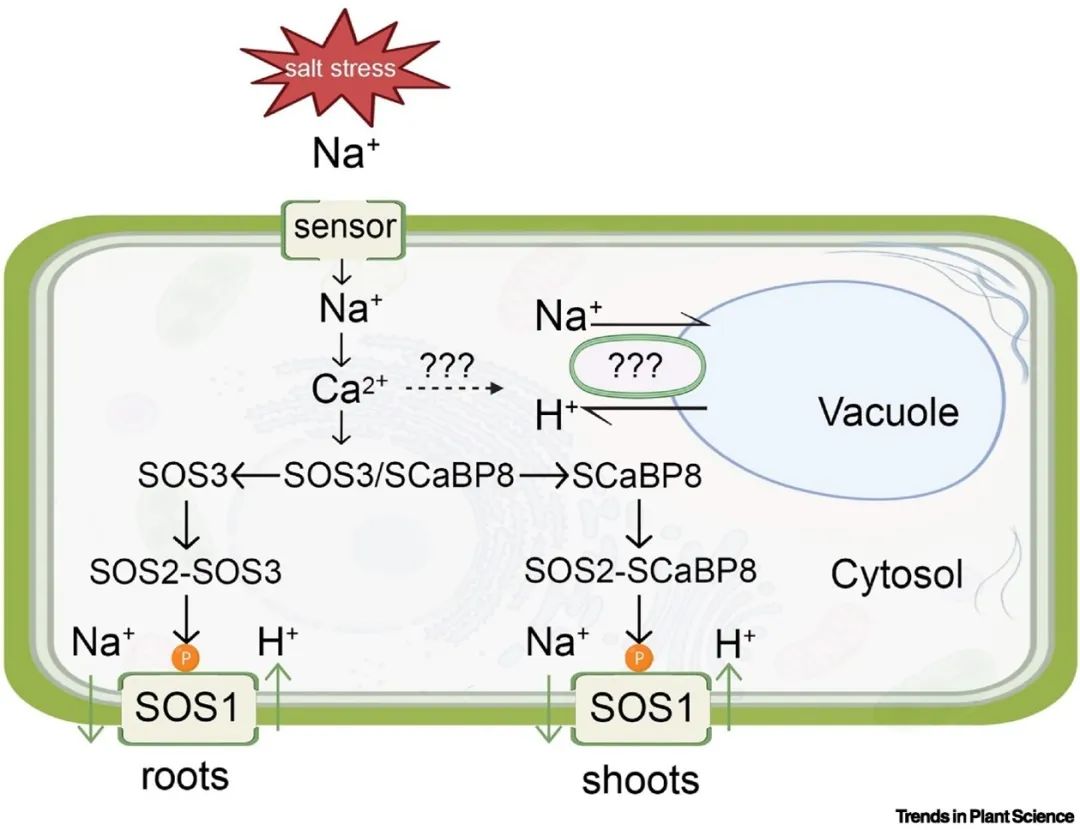 "Trends in Plant Science" Revisiting Plant Salt Tolerance: A New ...