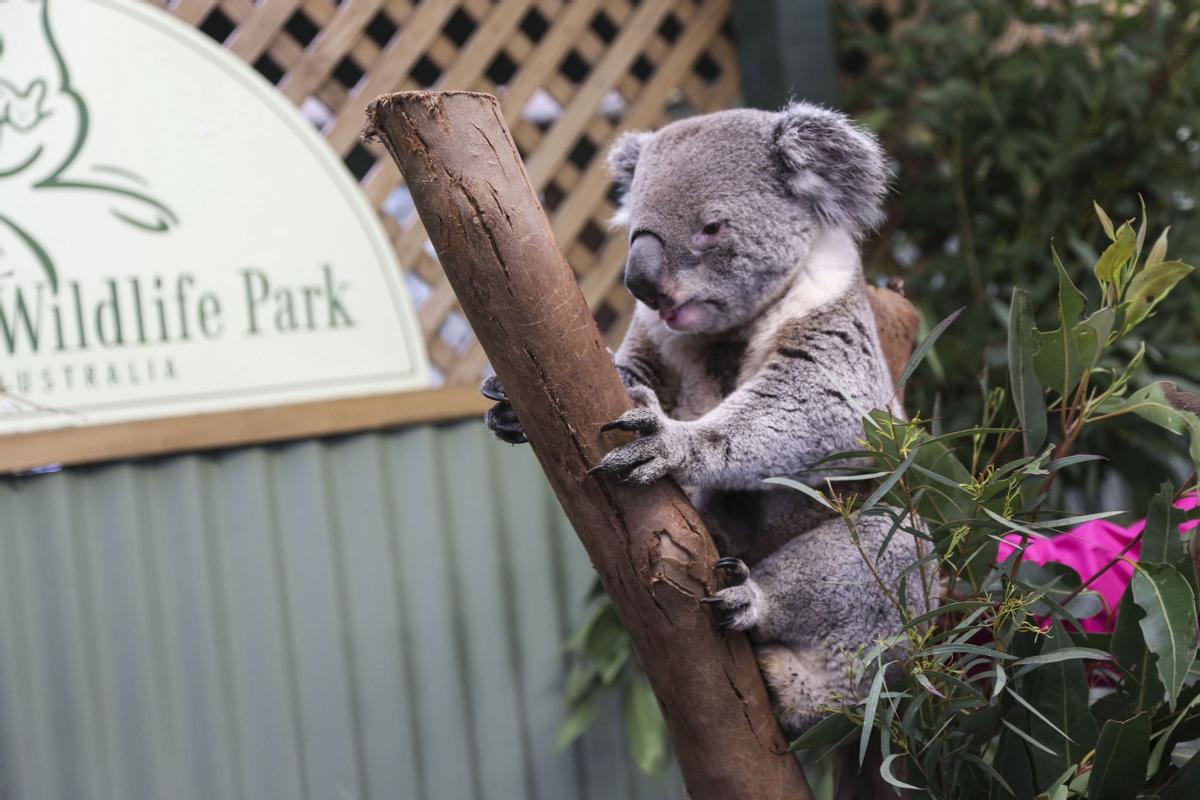Cold knowledge: little knowledge about koalas that you don't know - iMedia