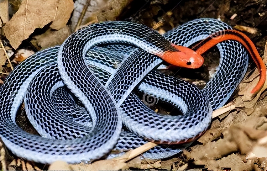 The more terrifying the snake revenge incident, the number one ...