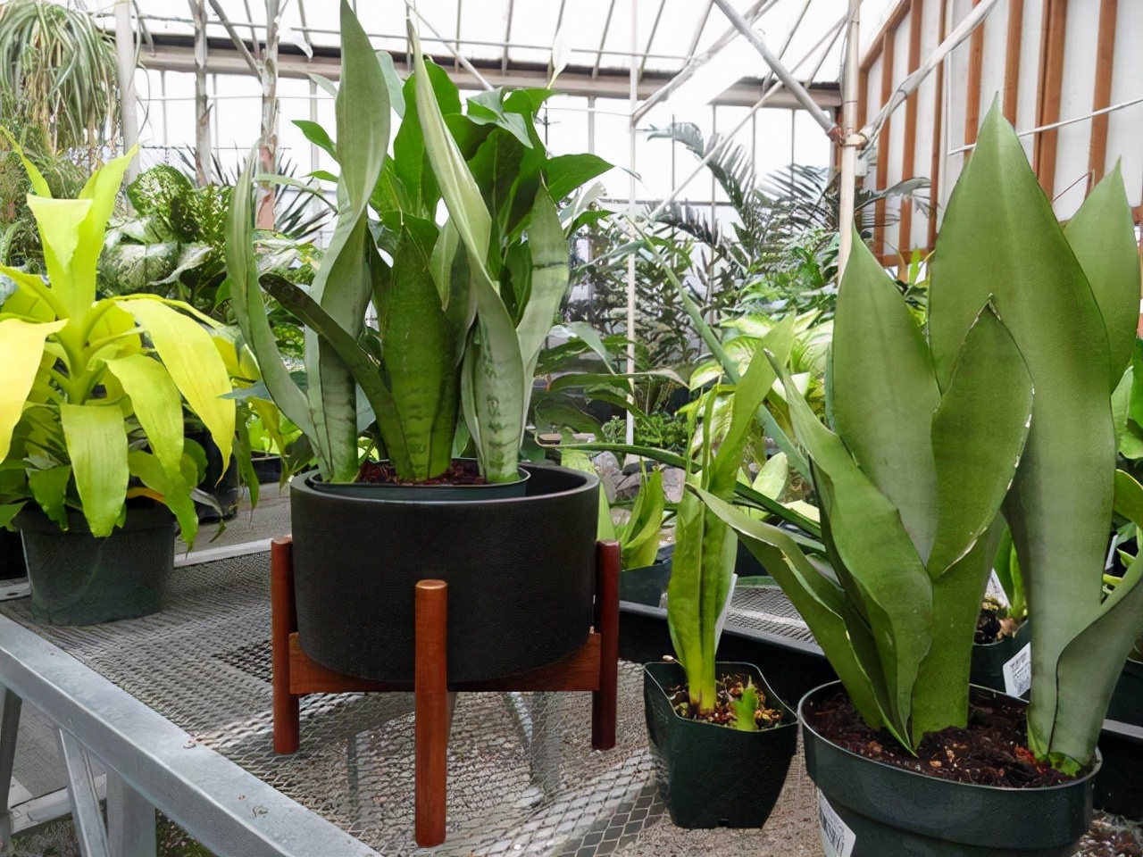 Tiger Pilan has a "small switch". After it is turned on, the leaves are ...