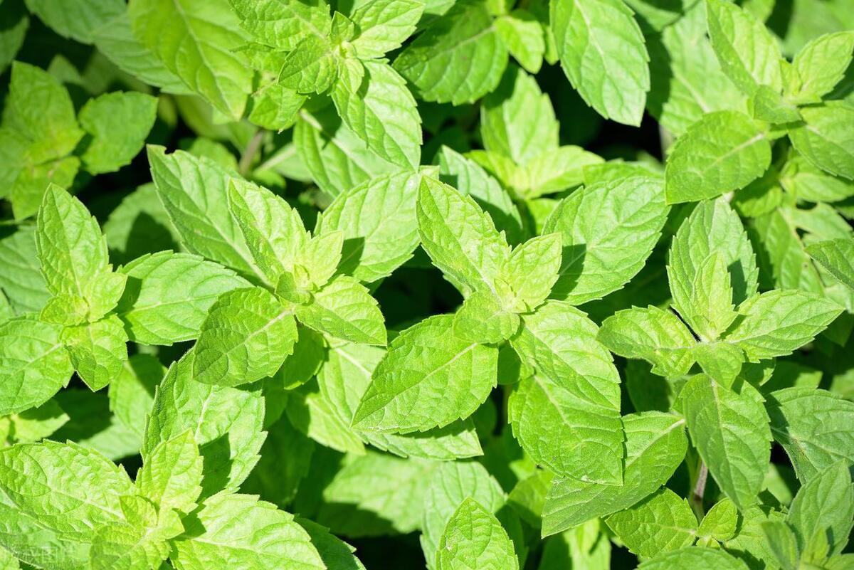 Does the mint evergreen worm need to change the soil? - iNEWS