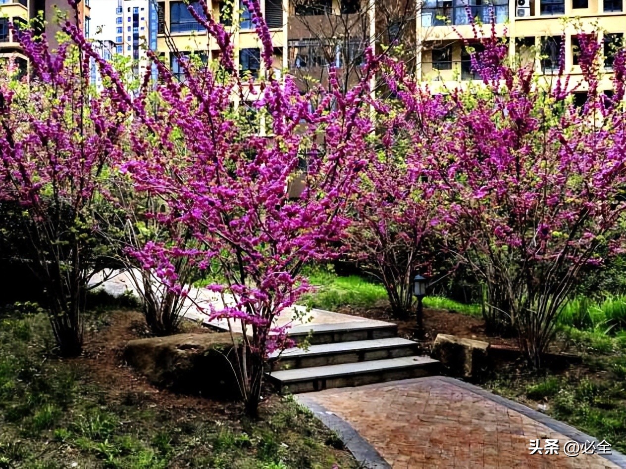 In the garden landscape design, the matching secret of plants - iNEWS