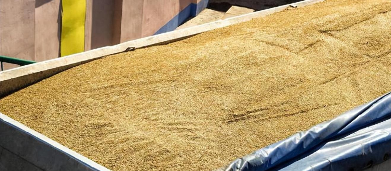 China and Russia signed the largest grain supply contract, with Russia ...