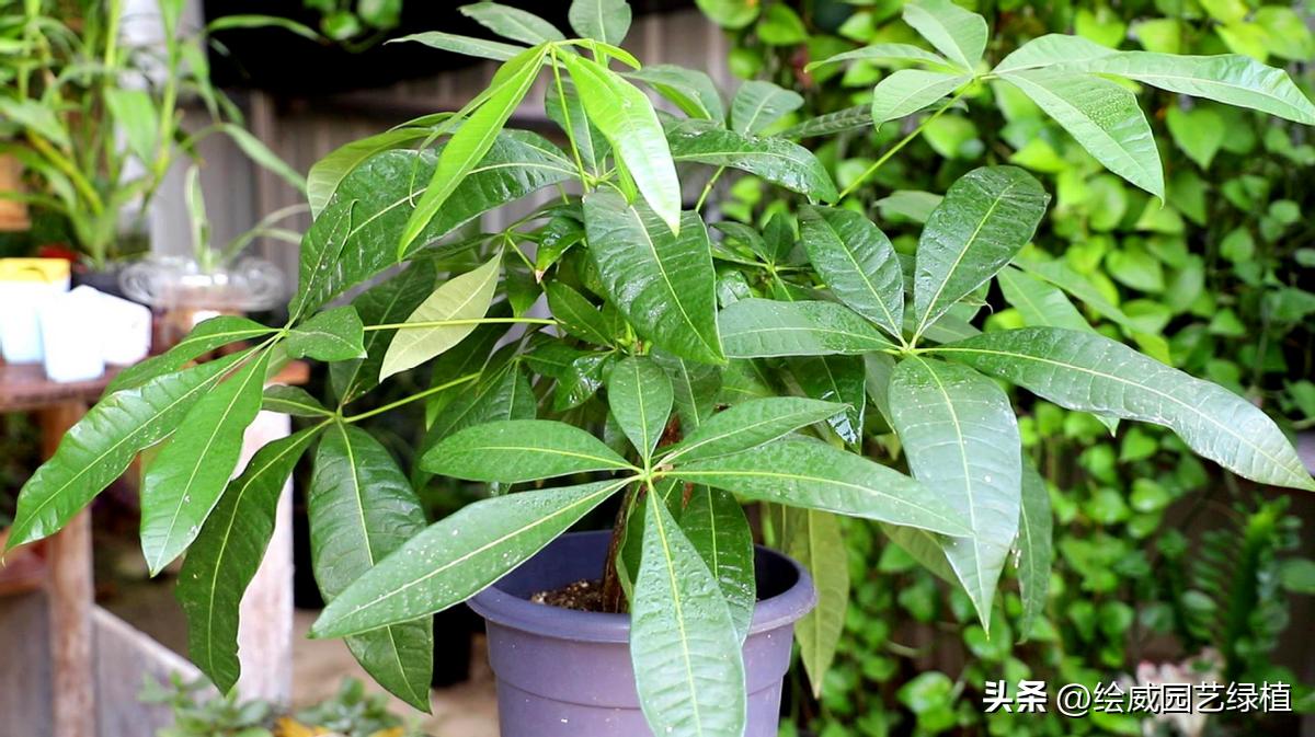 "Hard Qi flowers" are often raised at home, and life is really hard. If ...