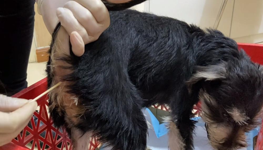 Hunan: The sick pet dog was abandoned, the dyingly ill dog was waiting ...