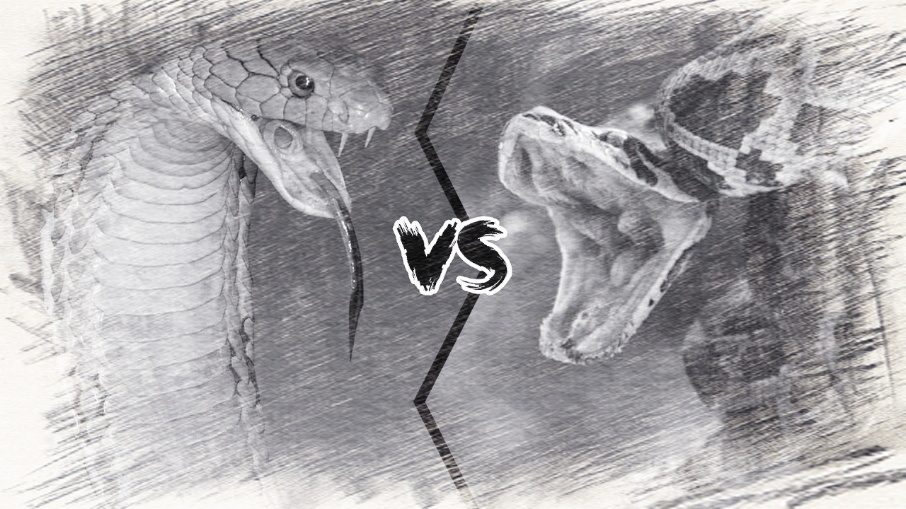 Thailand's "king snake" decisive battle: the python twists the king ...