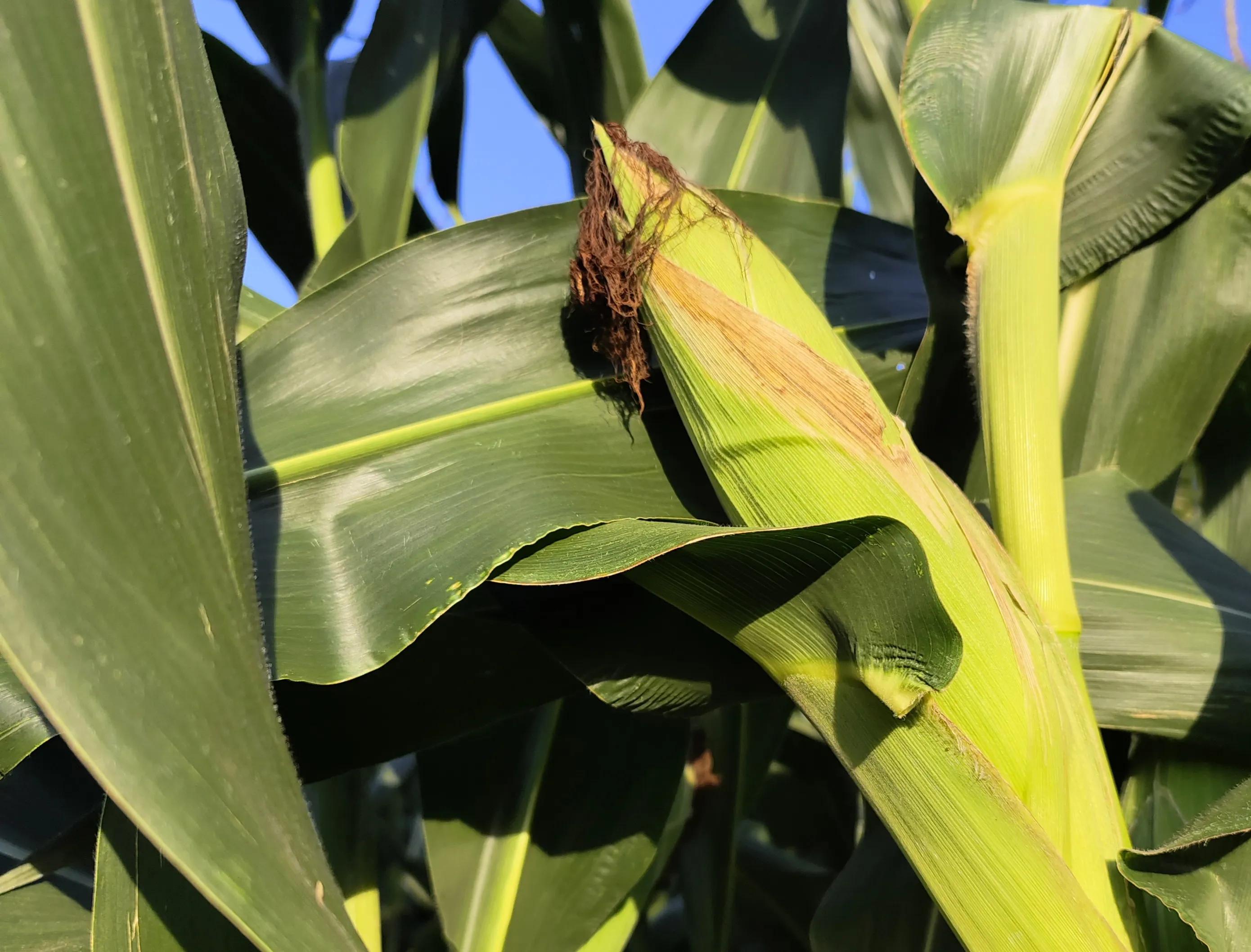 yearning for light - iNEWS