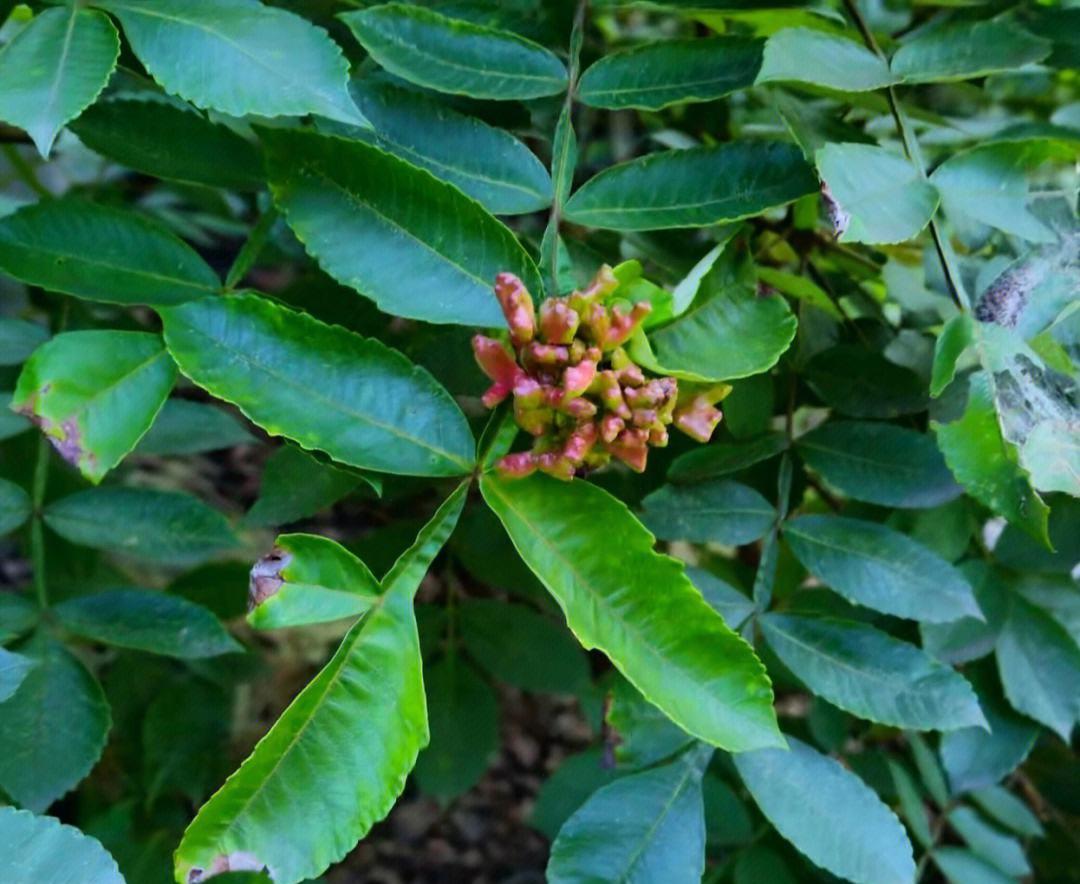 Do you know about the magical fruit gallnut, which is hidden in its ...