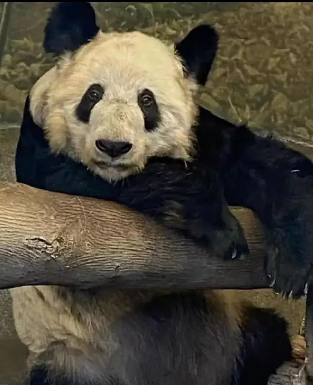 The legendary giant panda "Gao Gao" gave up poetry and distant places ...