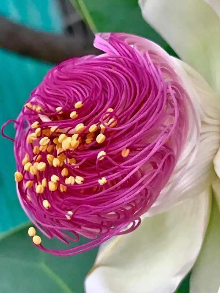 Tibetan auspicious flowers - iNEWS