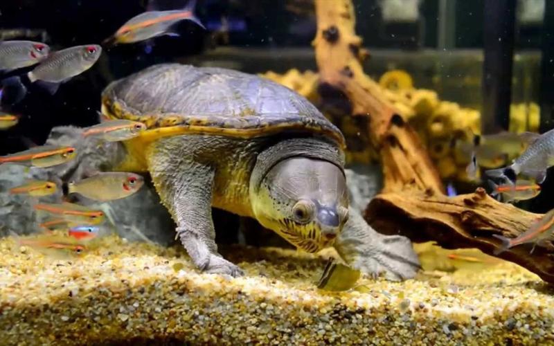 The Living Habits and Breeding Techniques of Narrow Bridge Egg Turtle ...