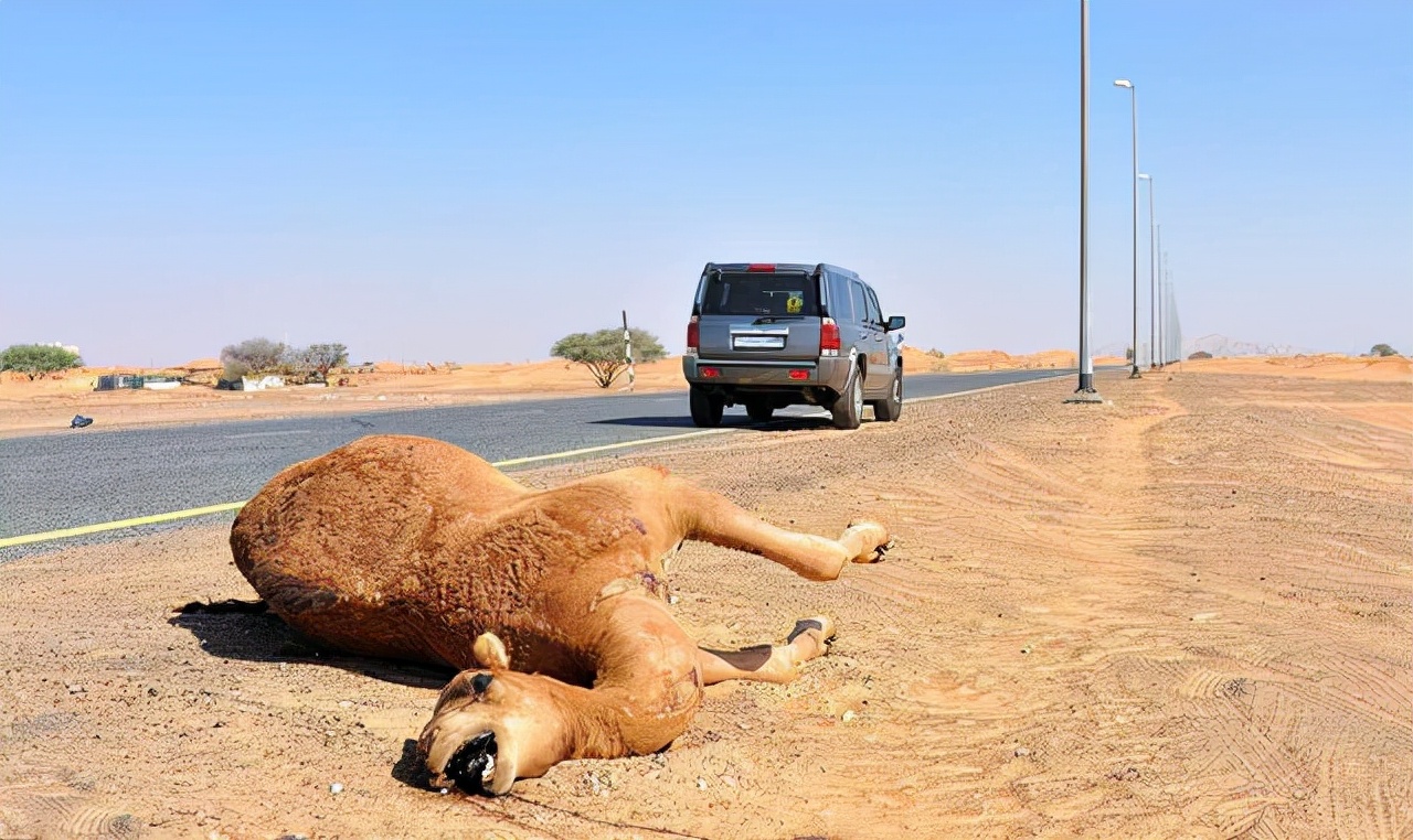Why can't you touch a camel that died of thirst in the desert?Are the ...