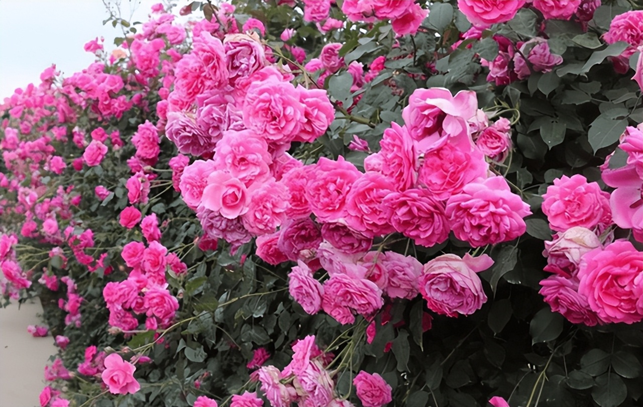 retreat!retreat!retreat!It is difficult for roses to bloom in Guangdong ...