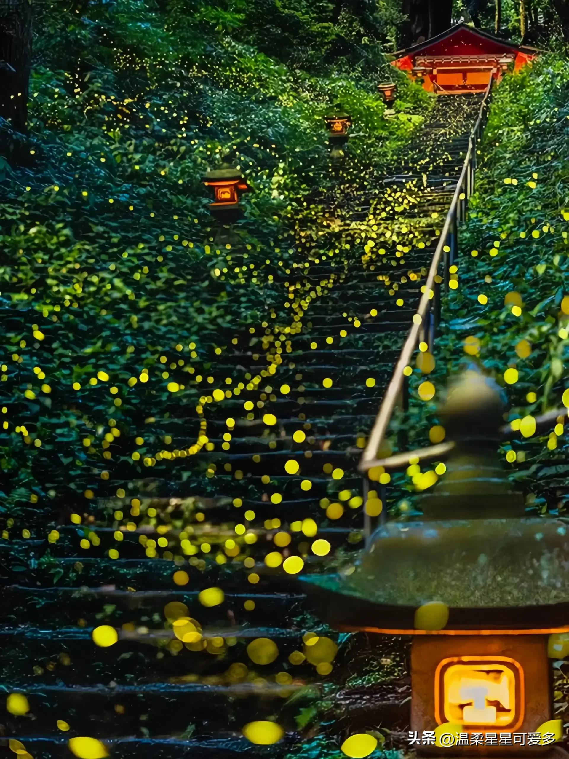 Japanese summer limited, break into the midsummer firefly forest in the ...