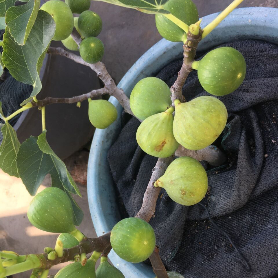 How to raise figs on the balcony?Remember one thing, no fruit or yellow ...