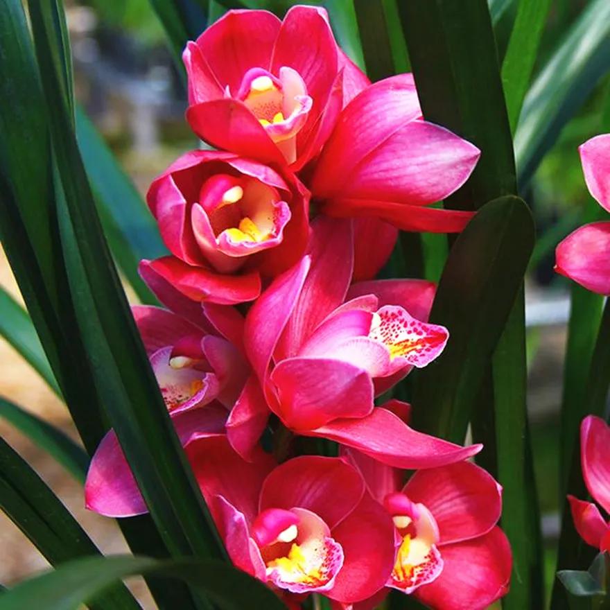 Ruby Orchid - iNEWS