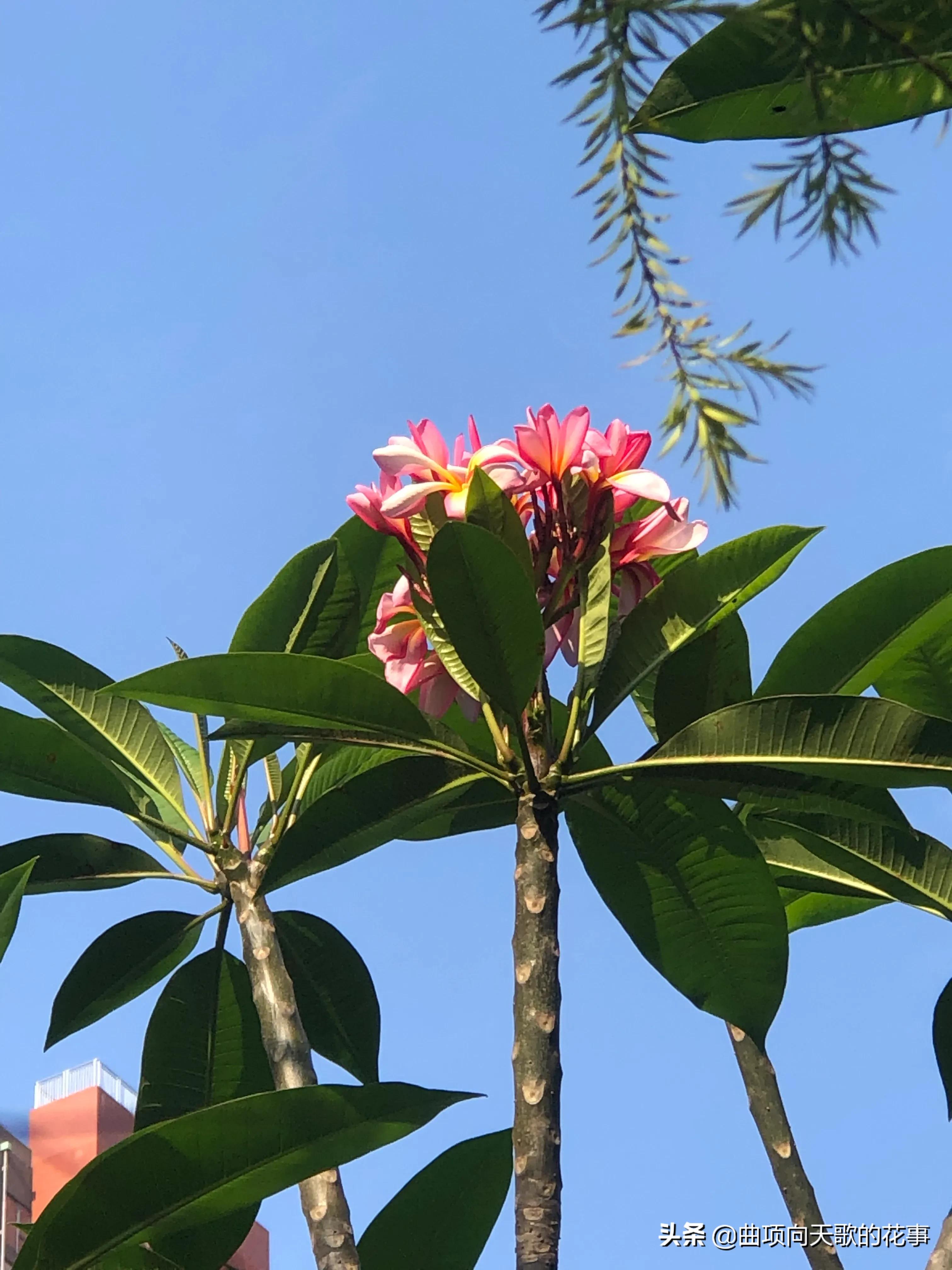 Eight Poems on "Frangipani" - iNEWS