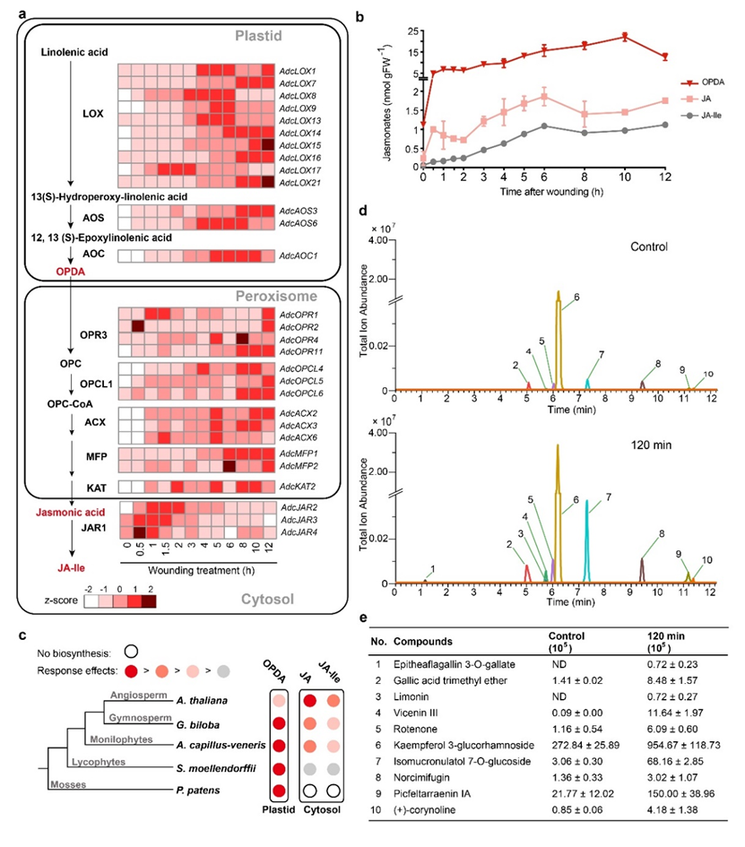 The first fern genome reveals molecular mechanisms such as the origin ...