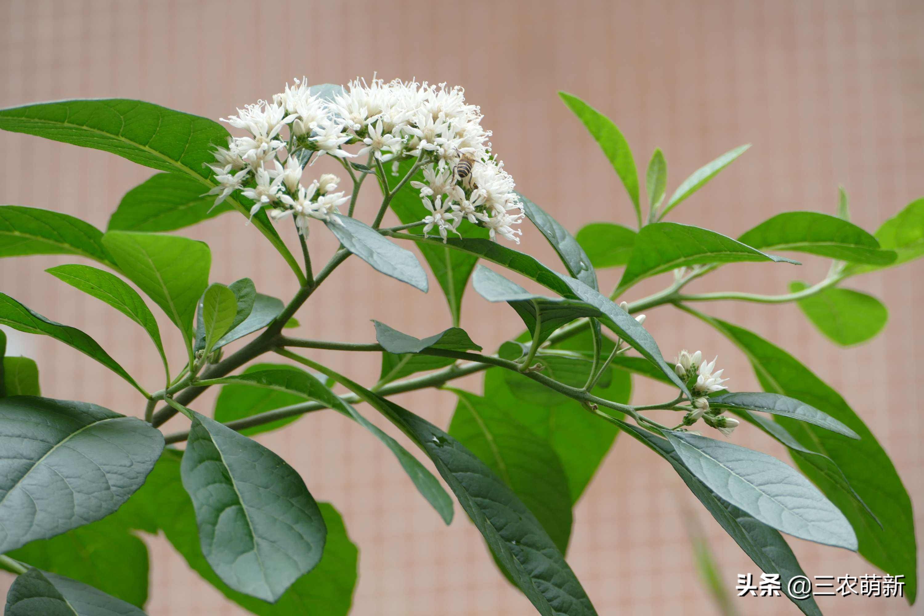 "Fairy Tofu" was originally made of leaves. It used to save lives, but ...