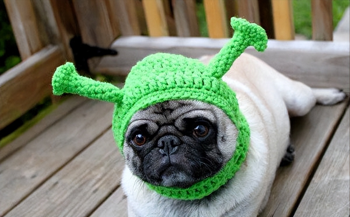 "Double-standard" Pug: Treating masters and strangers as two faces - iNEWS