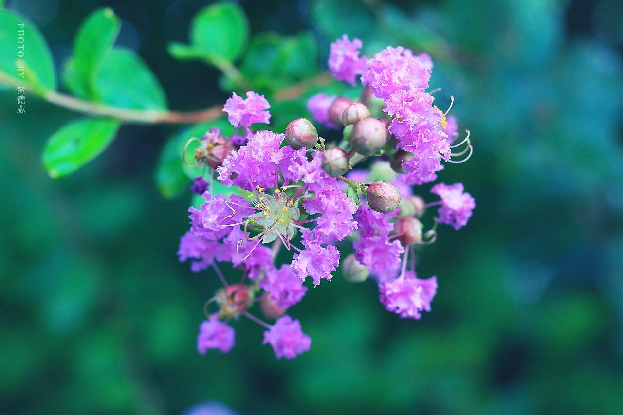 Thin Horse (Wang Jianjun): Song of Plants and Trees (Poems) - iNEWS