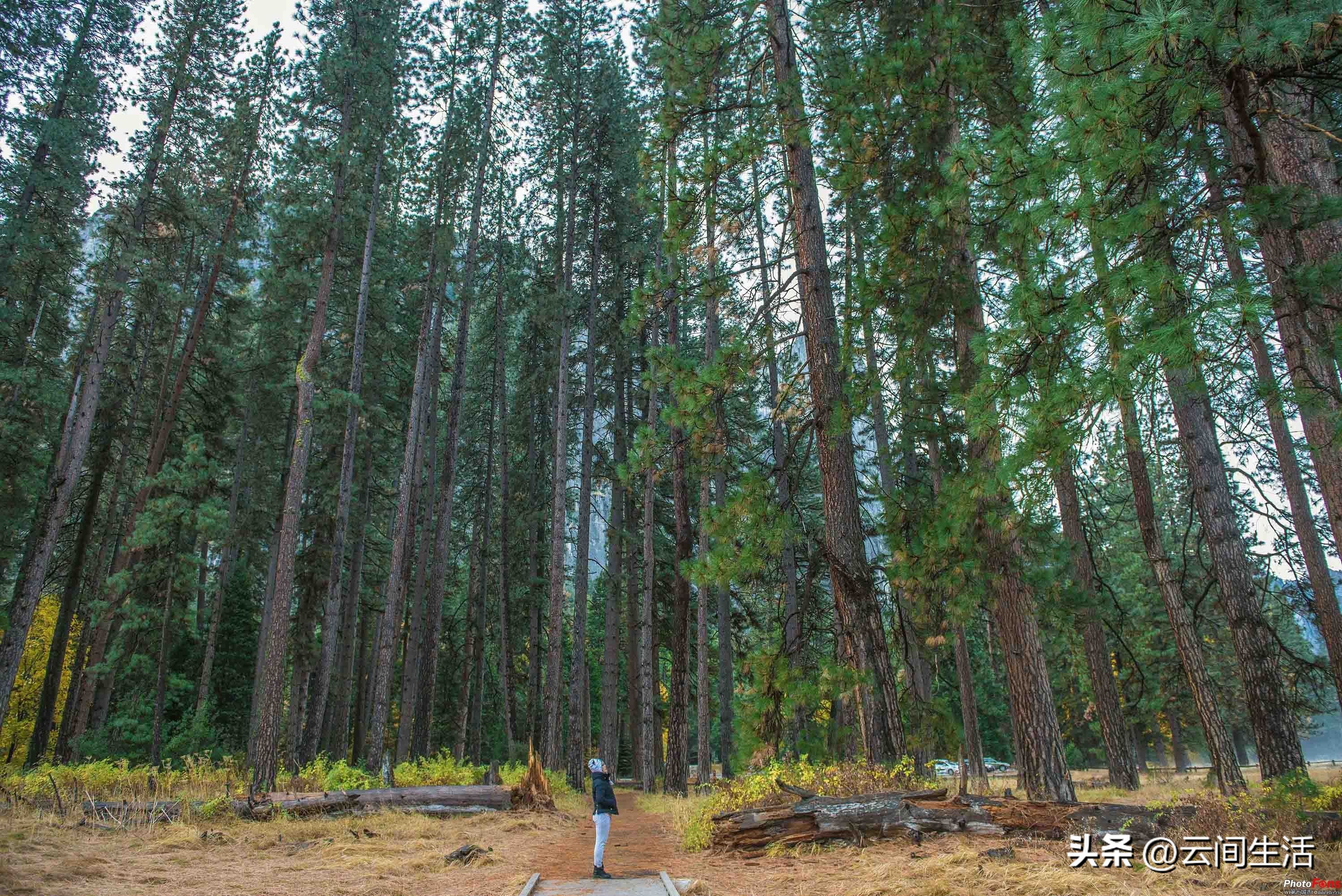 The "biggest tree" in the world, a tree 3,500 years ago, is 156 meters ...